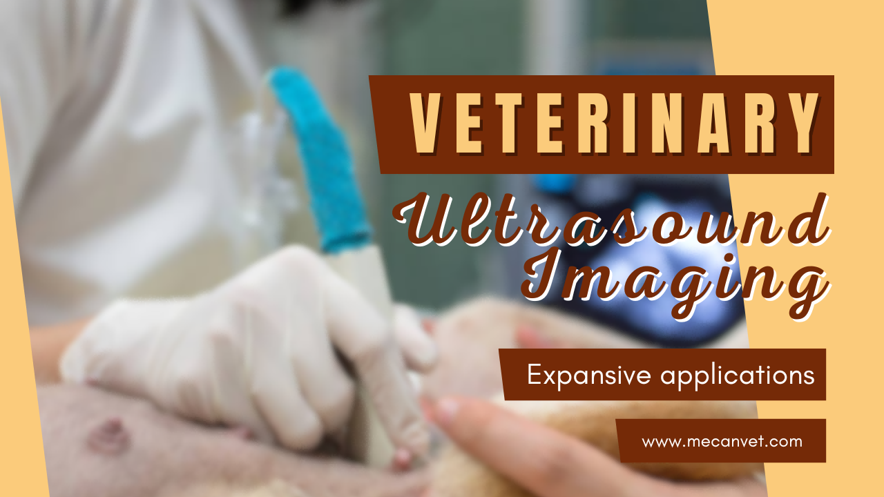 Diverse World of Veterinary Ultrasound Imaging